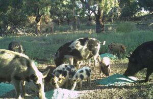 Free grain and bait on offer in statewide offensive on feral pigs ...